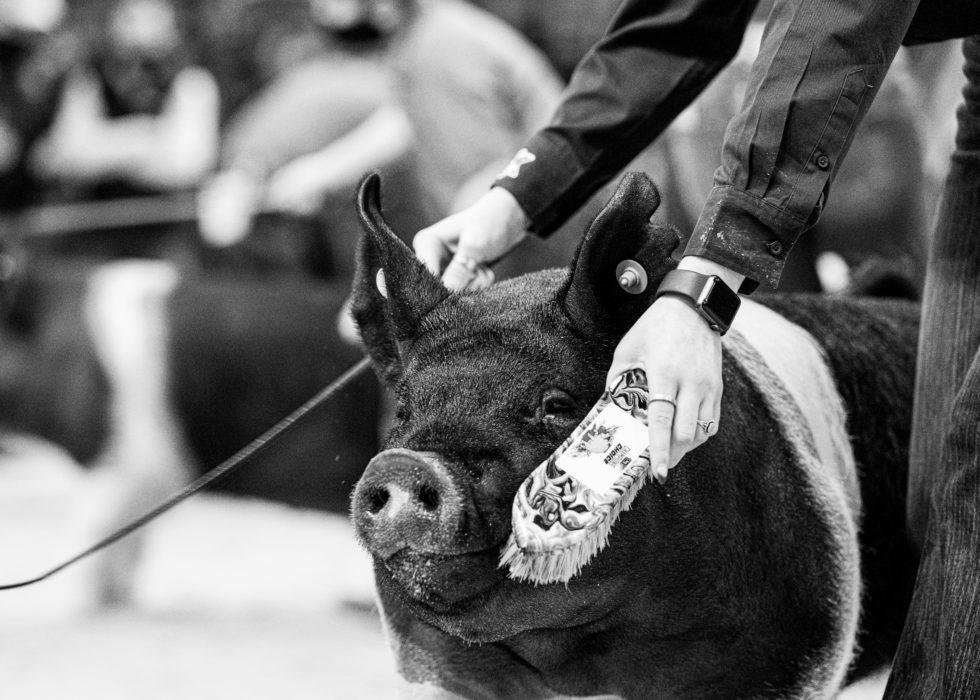 News - 2022 Oklahoma Youth Expo